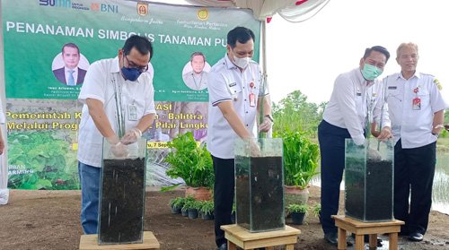 Balitra Kembangkan Budidaya Tanaman Purun