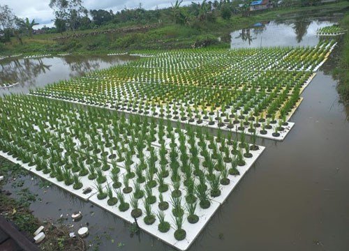 Hindari Gagal Panen Akibat Banjir Dengan Tanam Padi Apung